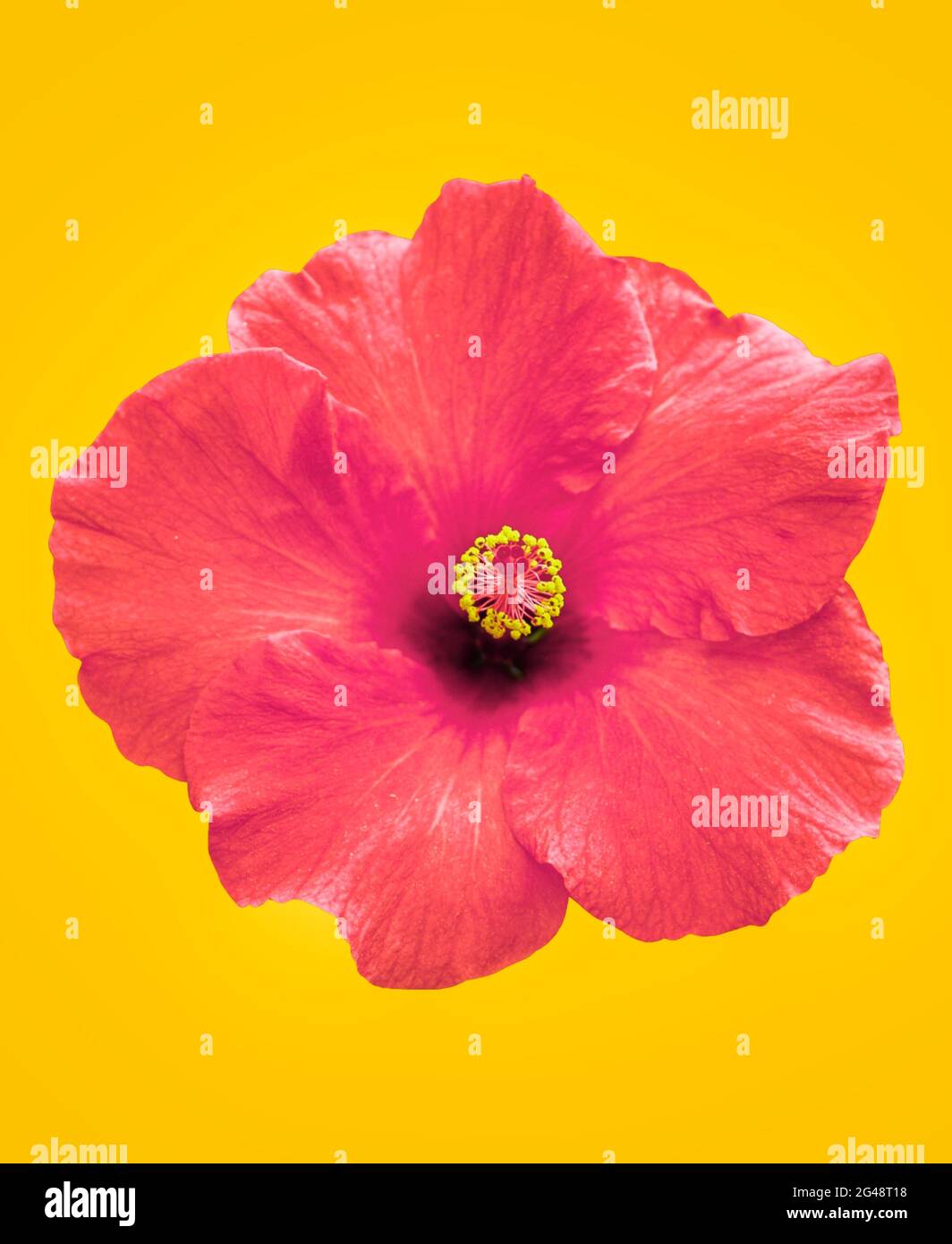 Natural background with one flower isolated in color background Stock ...