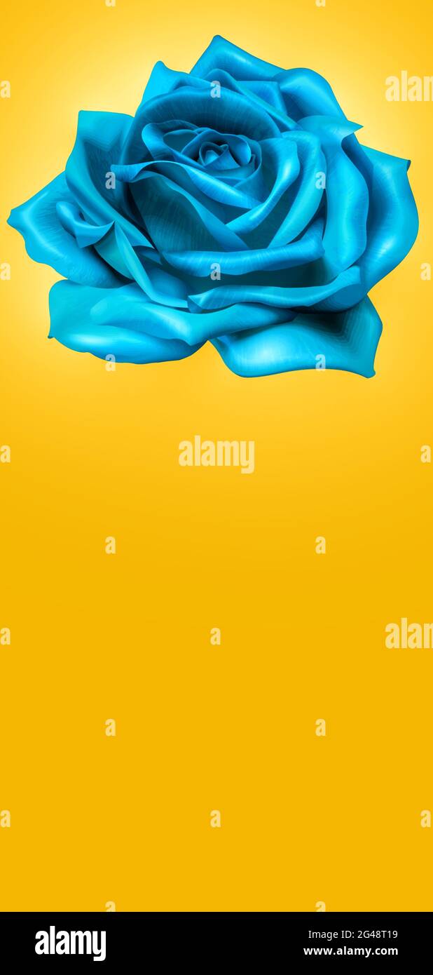 Natural background with one flower isolated in color background Stock ...