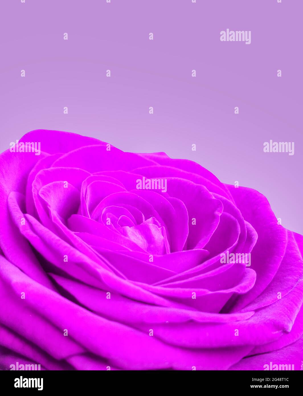 Natural background with one flower isolated in color background Stock ...