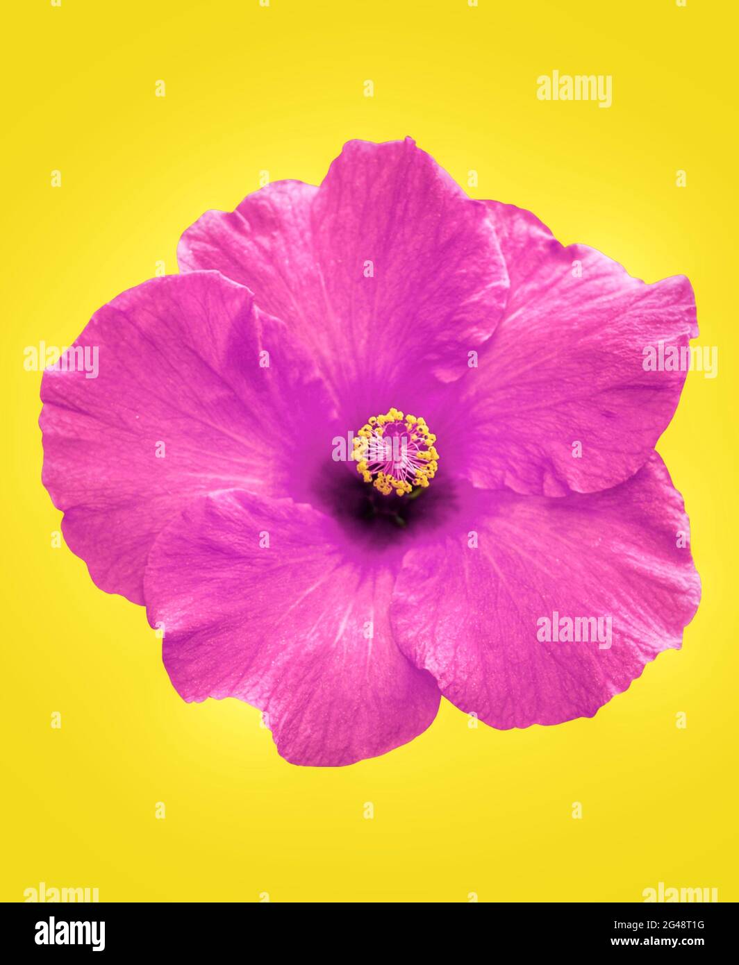 Natural background with one flower isolated in color background Stock ...