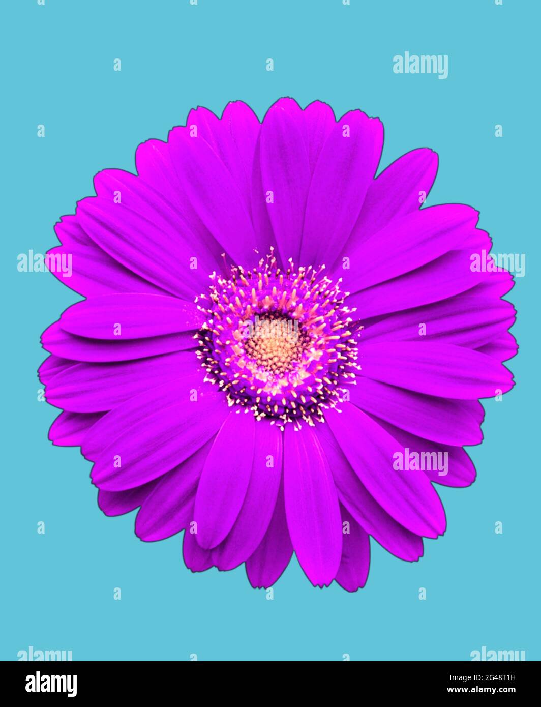Natural background with one flower isolated in color background Stock ...