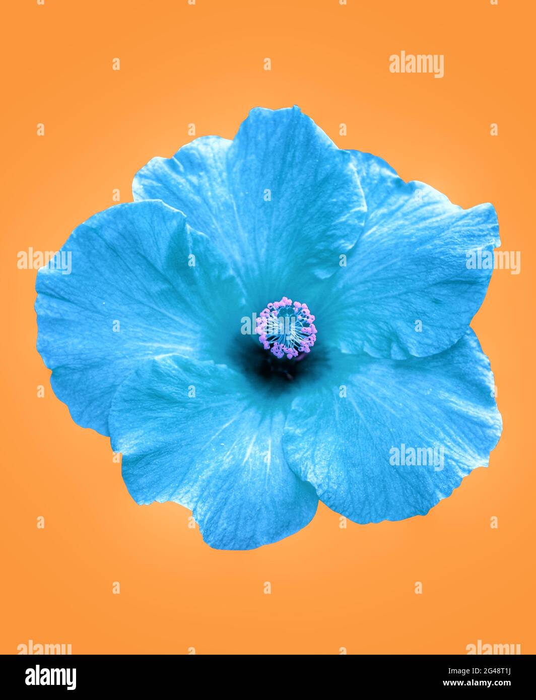 Natural background with one flower isolated in color background Stock ...