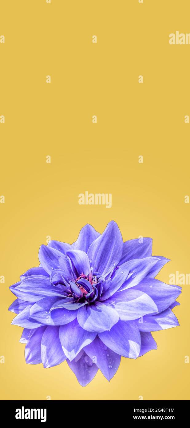Natural background with one flower isolated in color background Stock ...