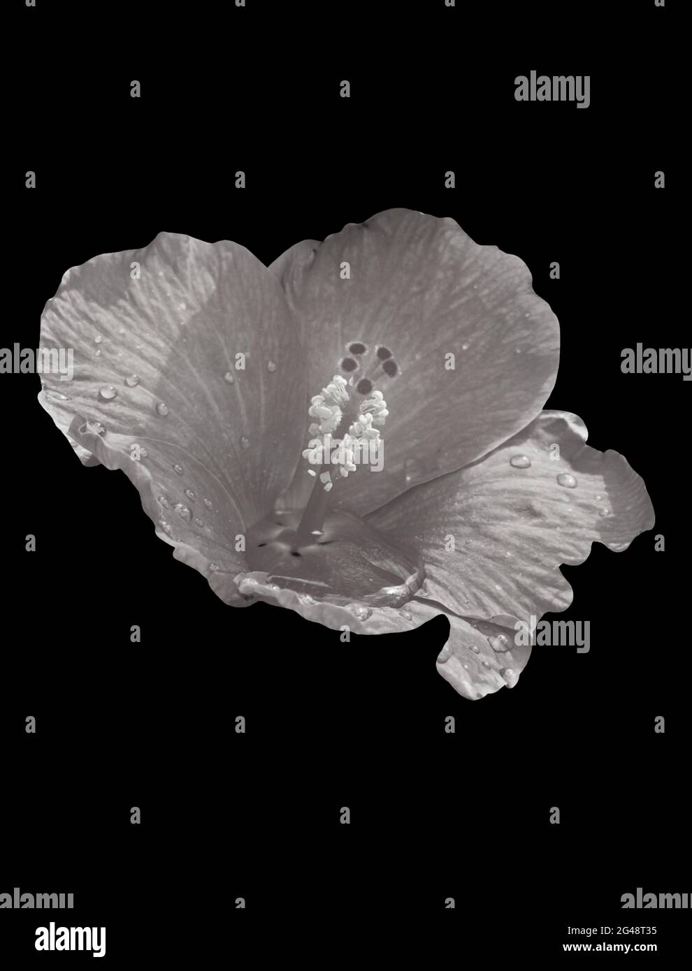 Natural background with one flower isolated in color background Stock ...