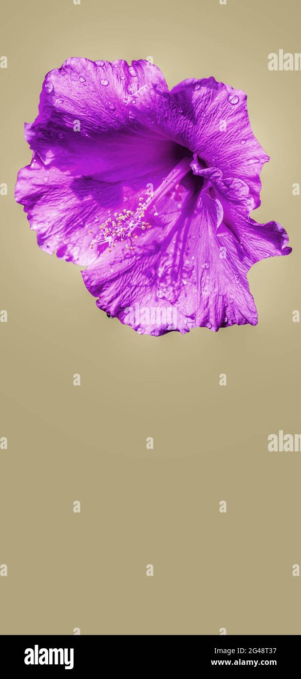 Natural background with one flower isolated in color background Stock ...