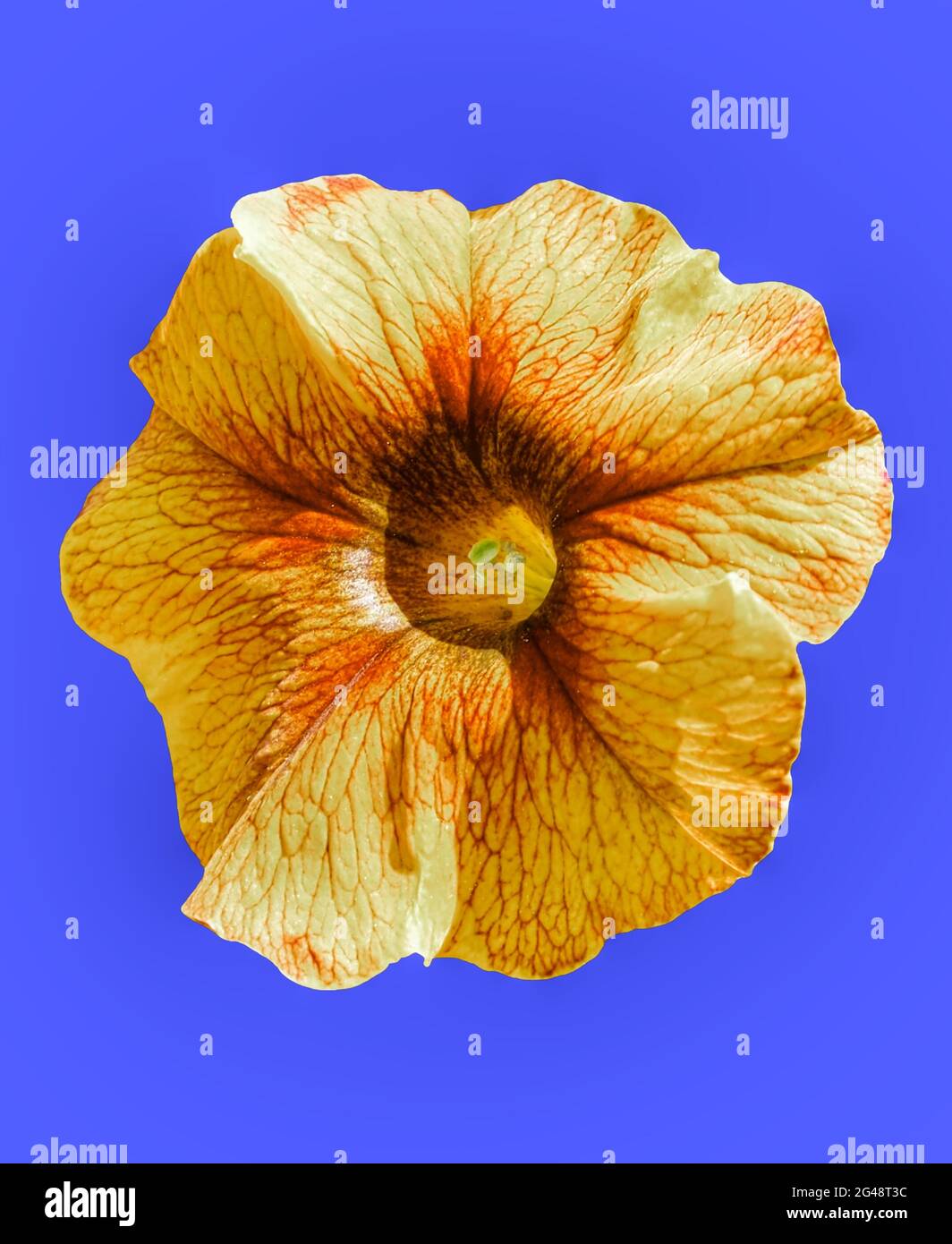 Natural background with one flower isolated in color background Stock ...