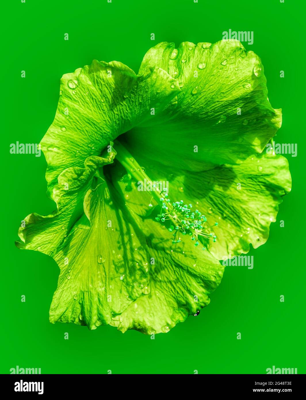 Natural background with one flower isolated in color background Stock ...