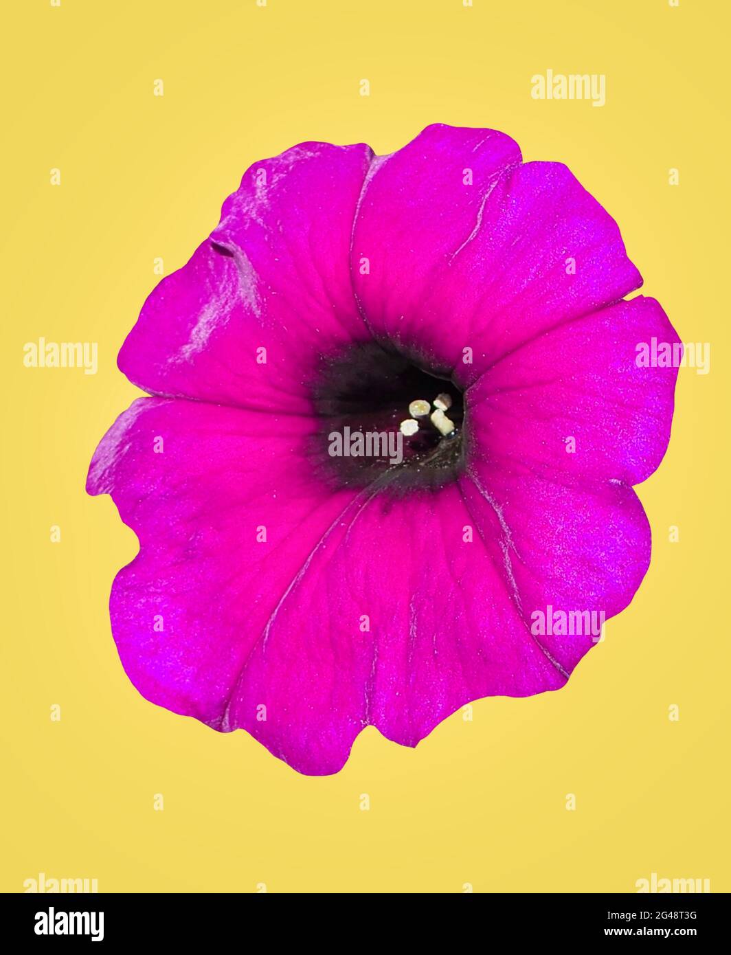 Natural background with one flower isolated in color background Stock ...