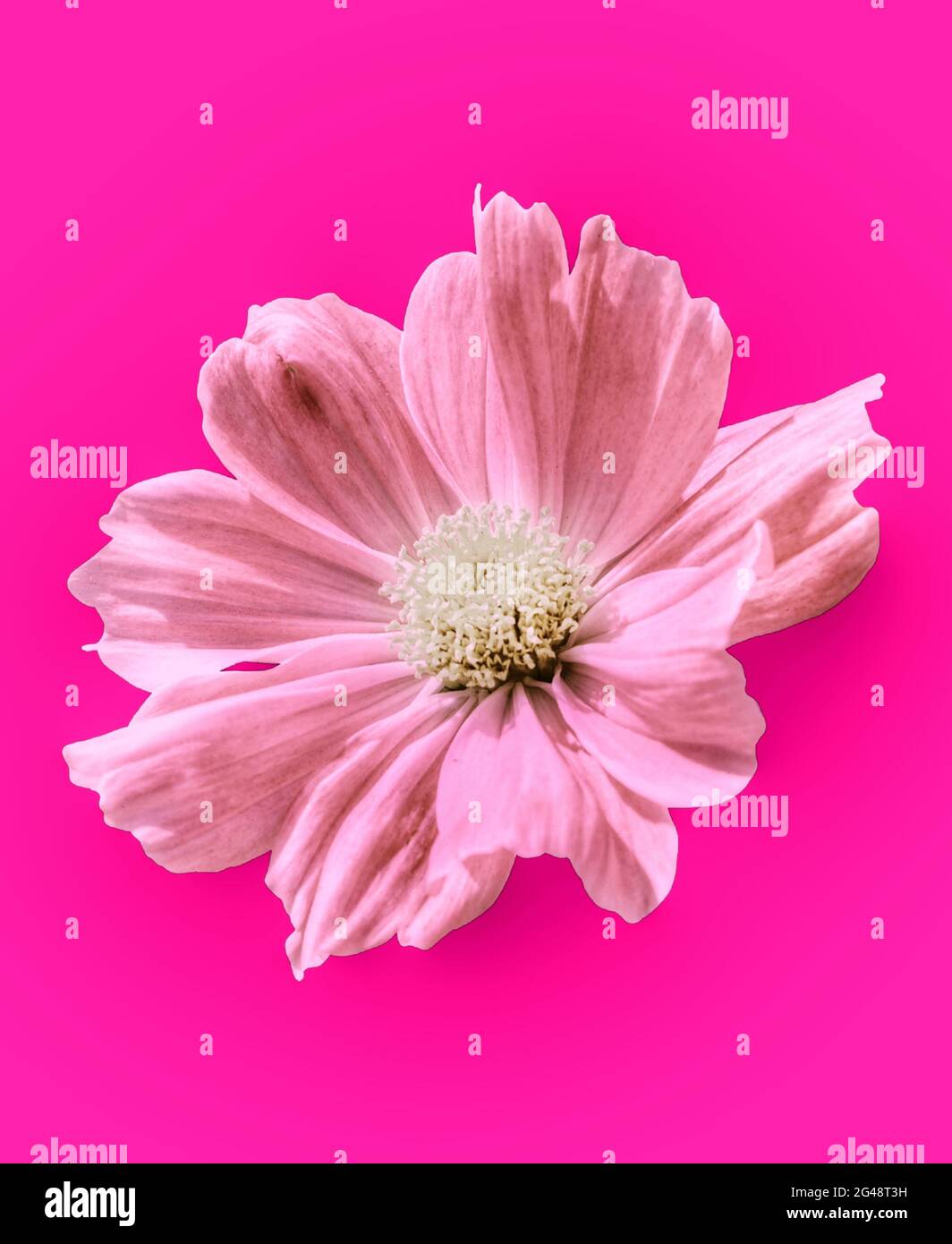 Natural background with one flower isolated in color background Stock ...