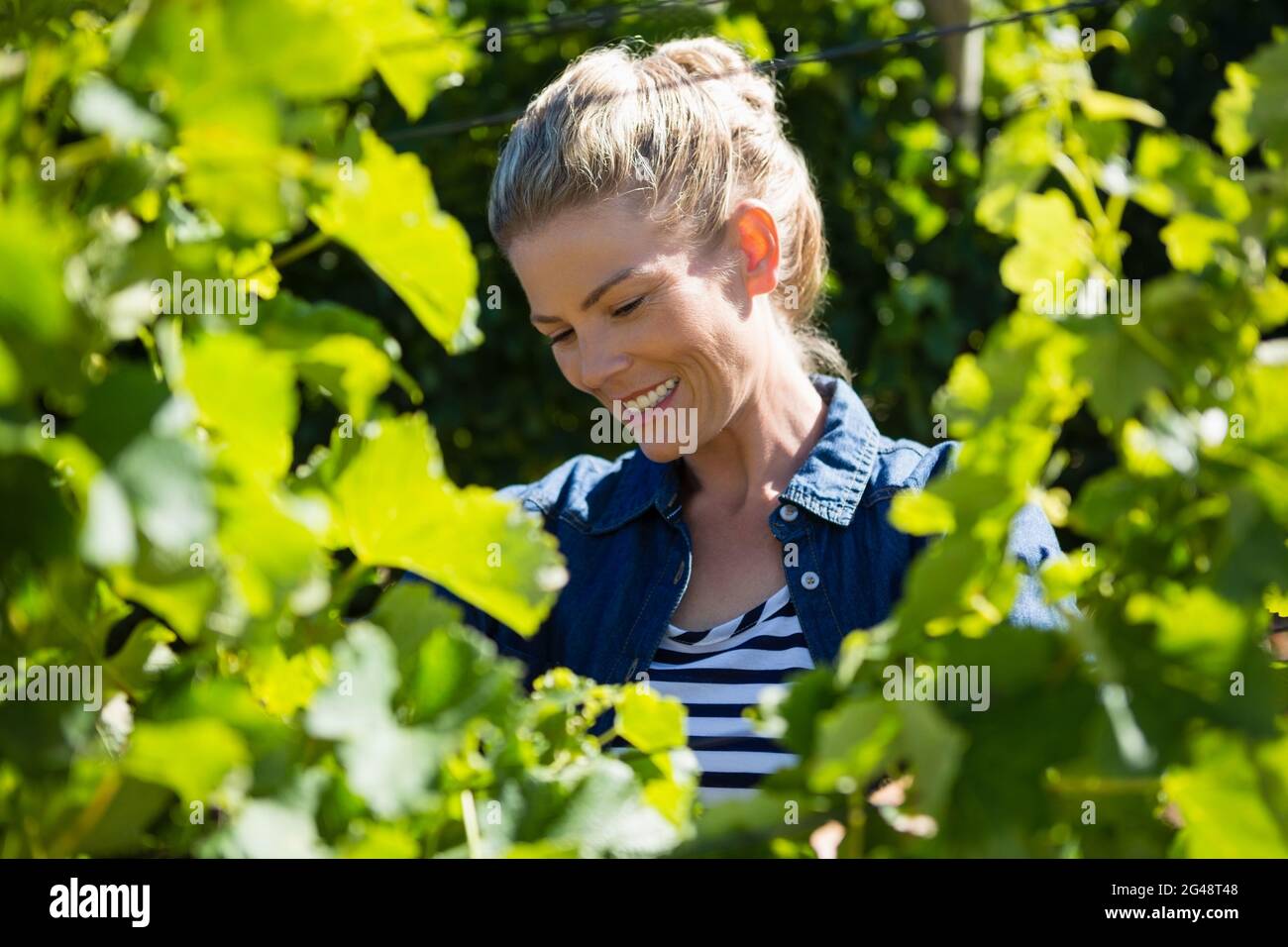 Female vintner working in vineyard Stock Photo - Alamy