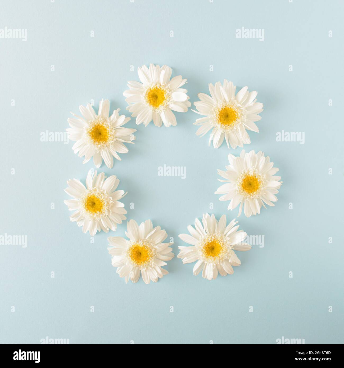 White daisy flowers arranged in a circle on a pastel blue background ...