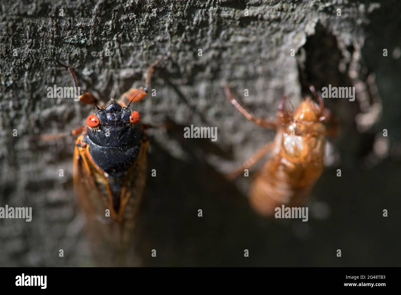 Cicada shell on tree hi-res stock photography and images - Alamy