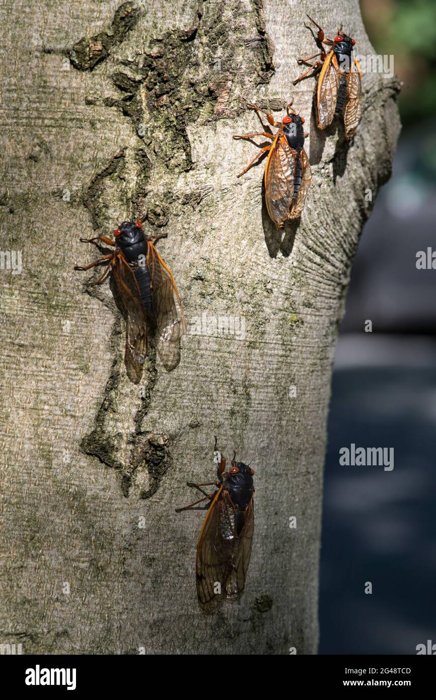 17 year cicadas hi-res stock photography and images - Alamy