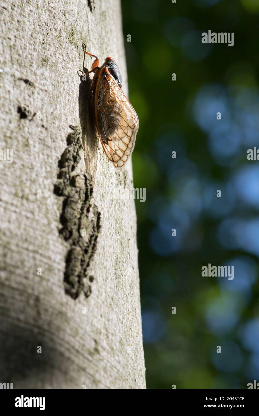 periodical 17 year cicada crawling up a tree Stock Photo - Alamy