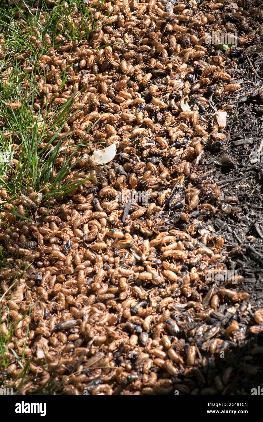 Large collection of periodical 17 year cicada shells and corpses at the ...