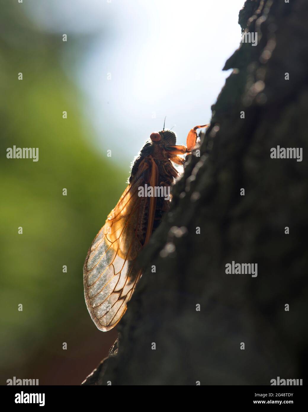 Silhouette shot of a periodical 17 year cicada showing the transparency ...