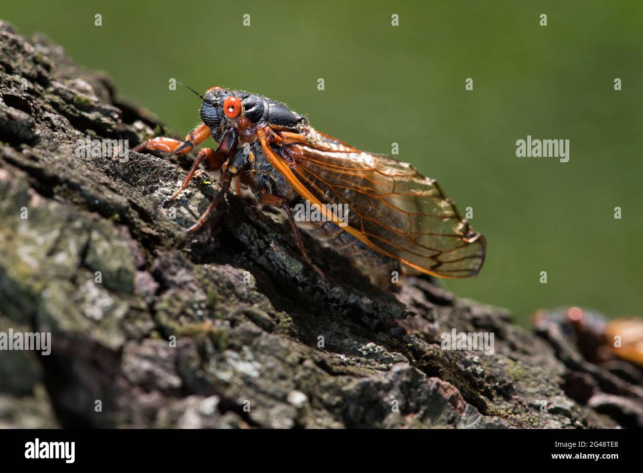 periodical 17 year cicada crawling up a tree branch Stock Photo - Alamy