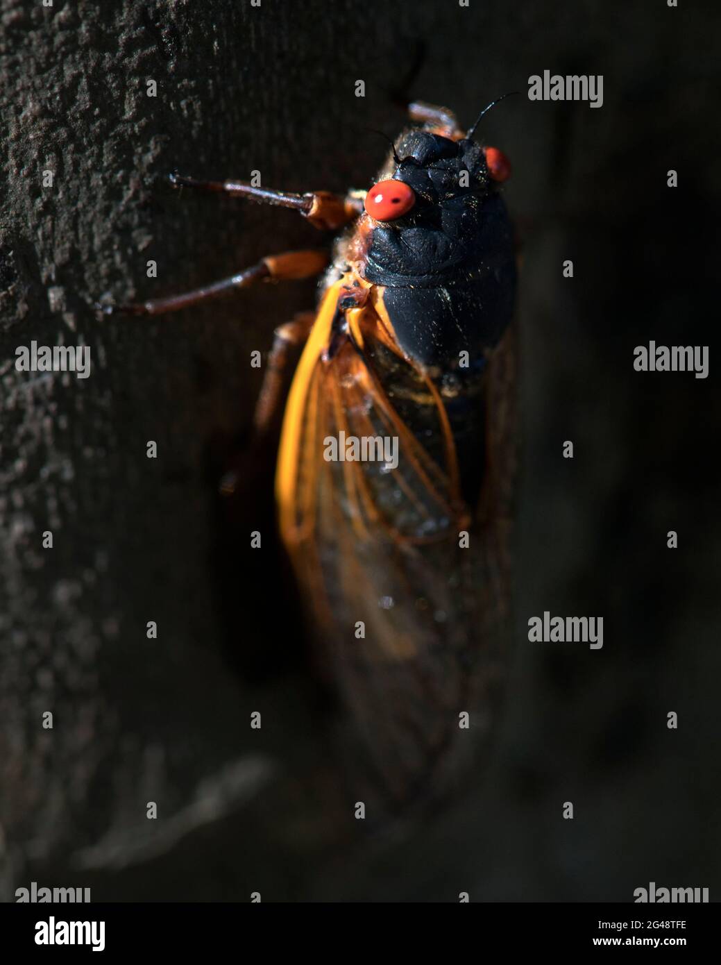 Dramatic potrait of a periodical 17 year cicada Stock Photo - Alamy