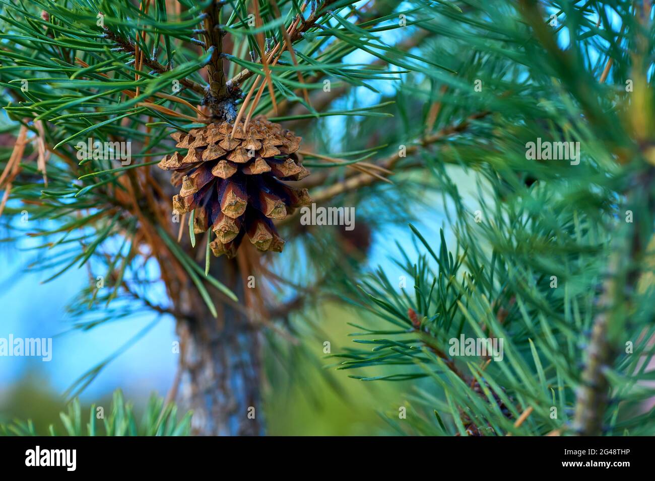 Detailed image pine cone hi-res stock photography and images - Alamy