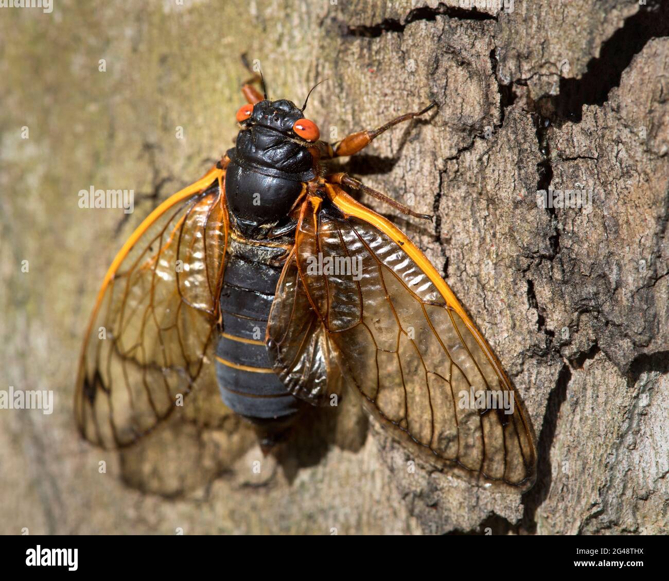 periodical 17 year cicadas on the bark of a tree with its wings spread ...