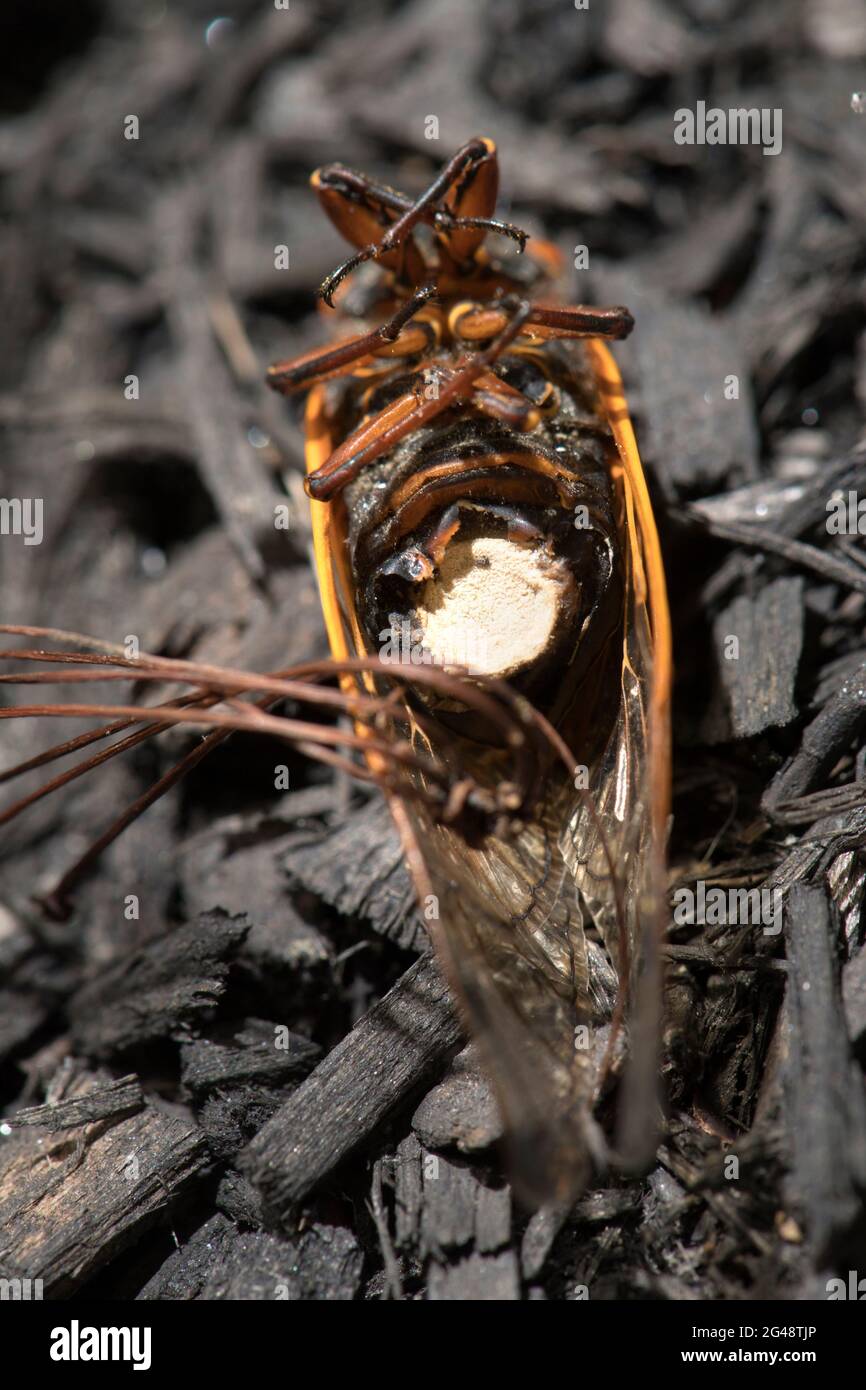 Dead periodical 17 year cicada showing the white spores of Massospora ...