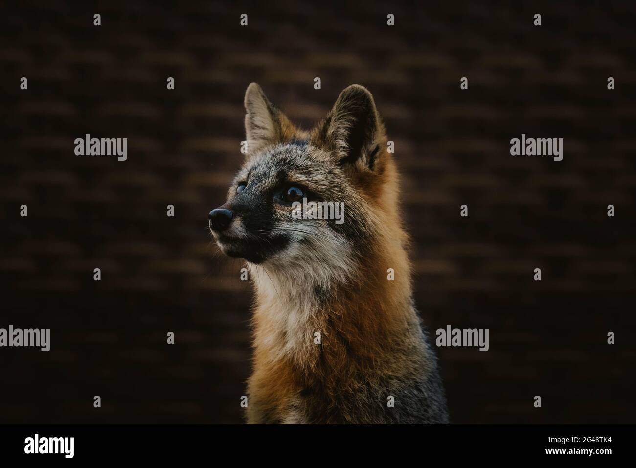 Nightime fox hi-res stock photography and images - Alamy