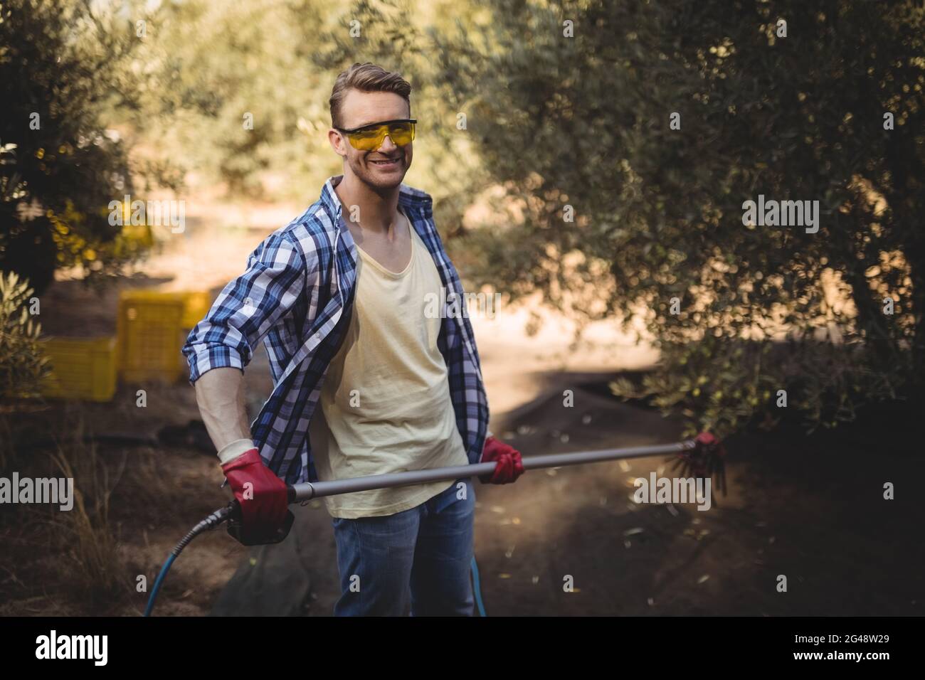 Olive rake hi-res stock photography and images - Alamy