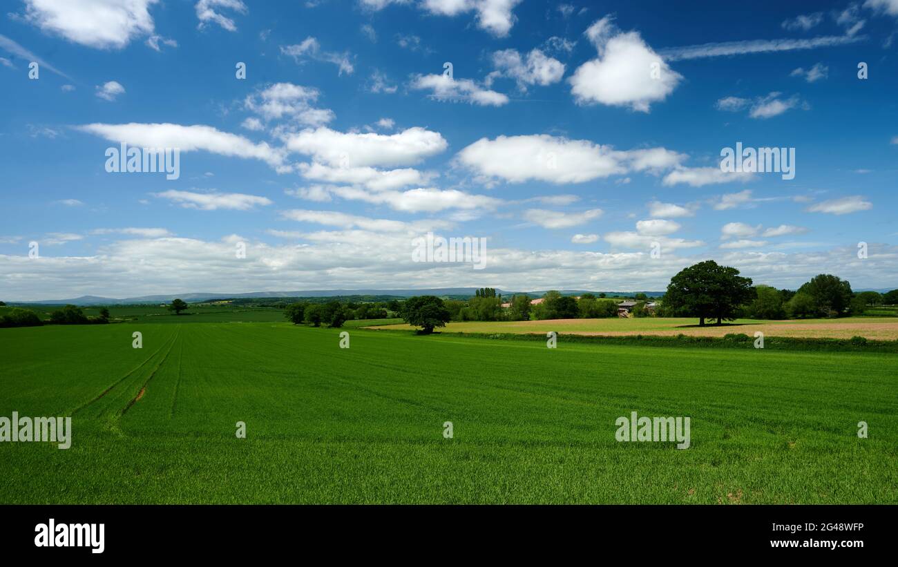Agriculture farm field in english countryside with blue sky and small ...