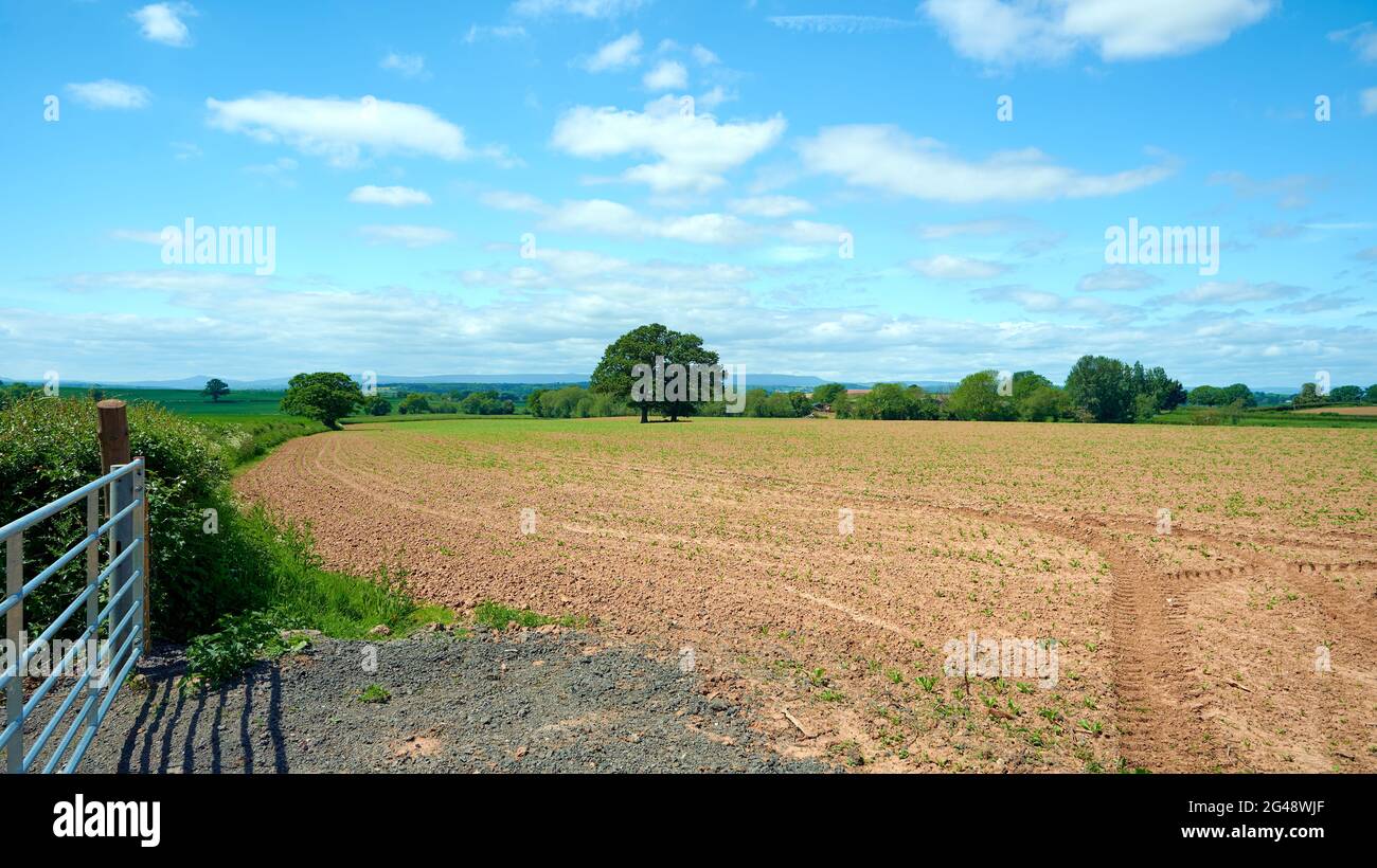 Agriculture farm field in english countryside with blue sky and small ...
