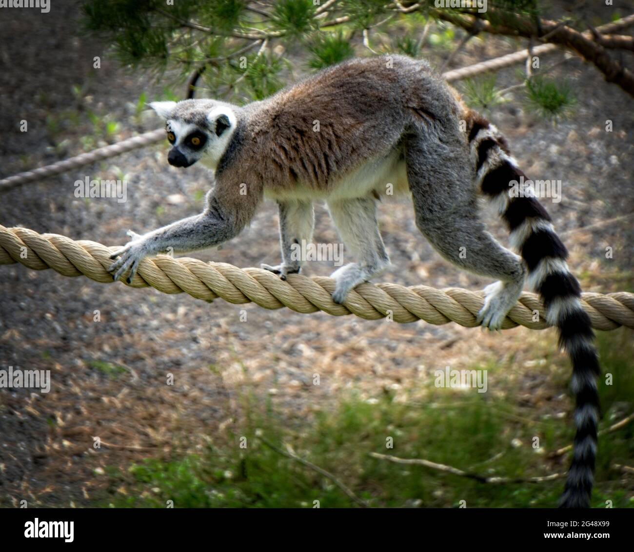 Ring-tailed lemur Calgary Zoo Alberta Stock Photo - Alamy