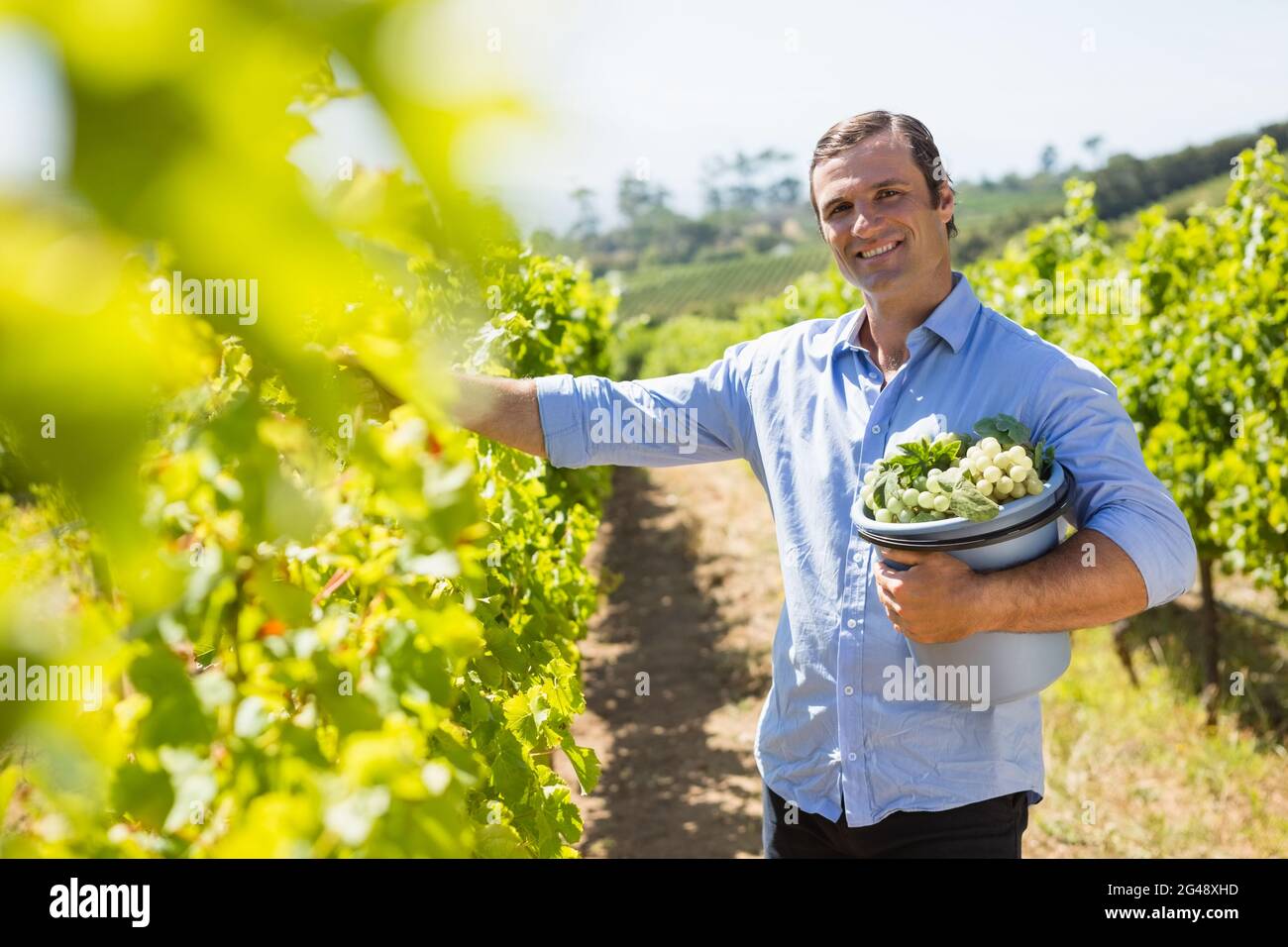Happy vintner harvesting grapes hi-res stock photography and images - Alamy