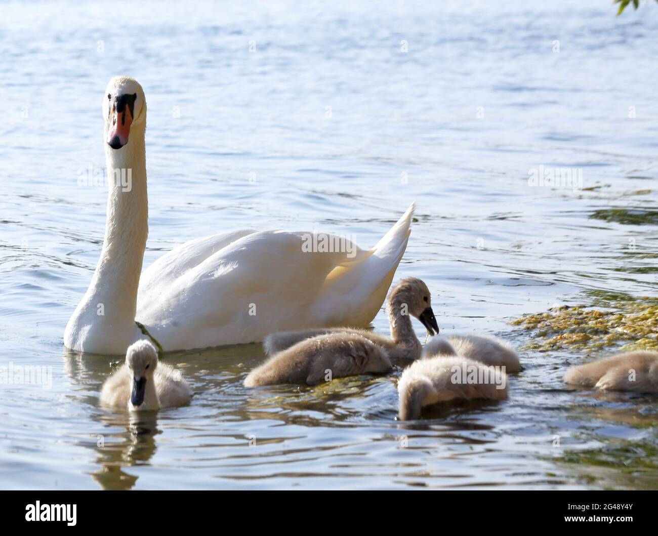 Strausberg, Germany. 18th June, 2021. A swan family with young swans ...