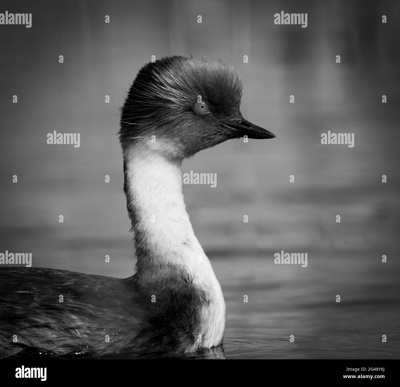 Silvery grebe, Podiceps Occipitalis, swimming in Pampas lagoon, La ...