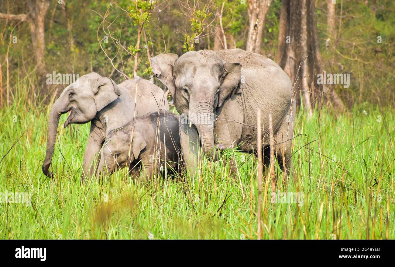 Group of large and small elephants walking on a meadow Stock Photo - Alamy