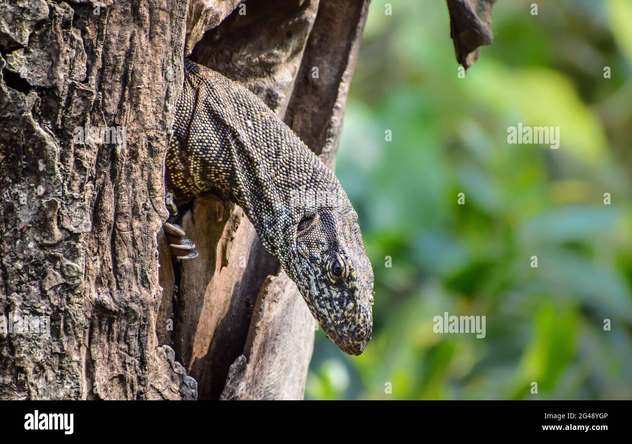 Blue tree monitor lizard hi-res stock photography and images - Alamy