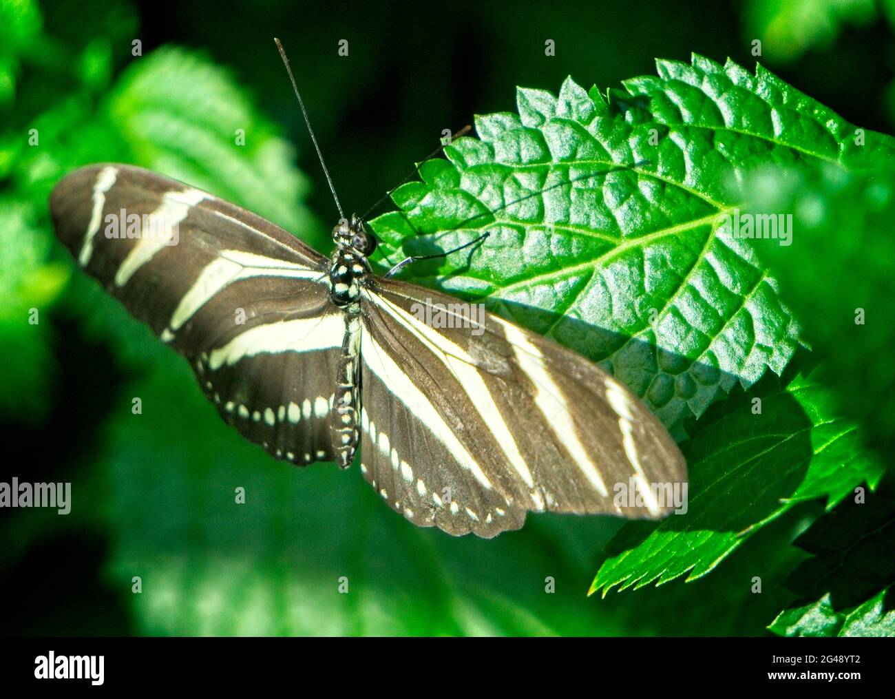 Zebra Longwing Butterfly Calgary Zoo Alberta Stock Photo - Alamy