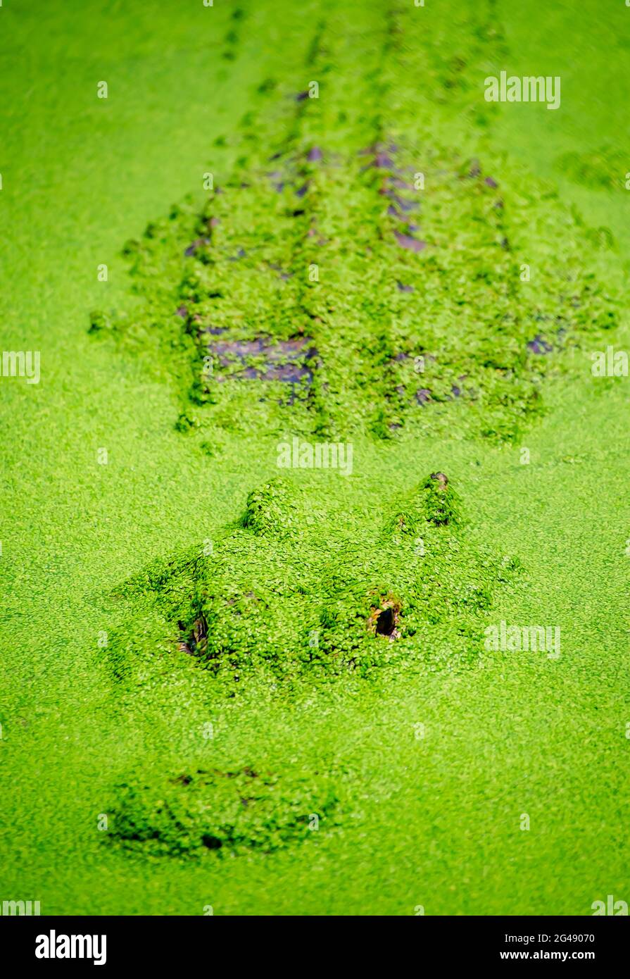 An adult alligator swims through duckweed at Gulf Coast Gator Ranch and ...