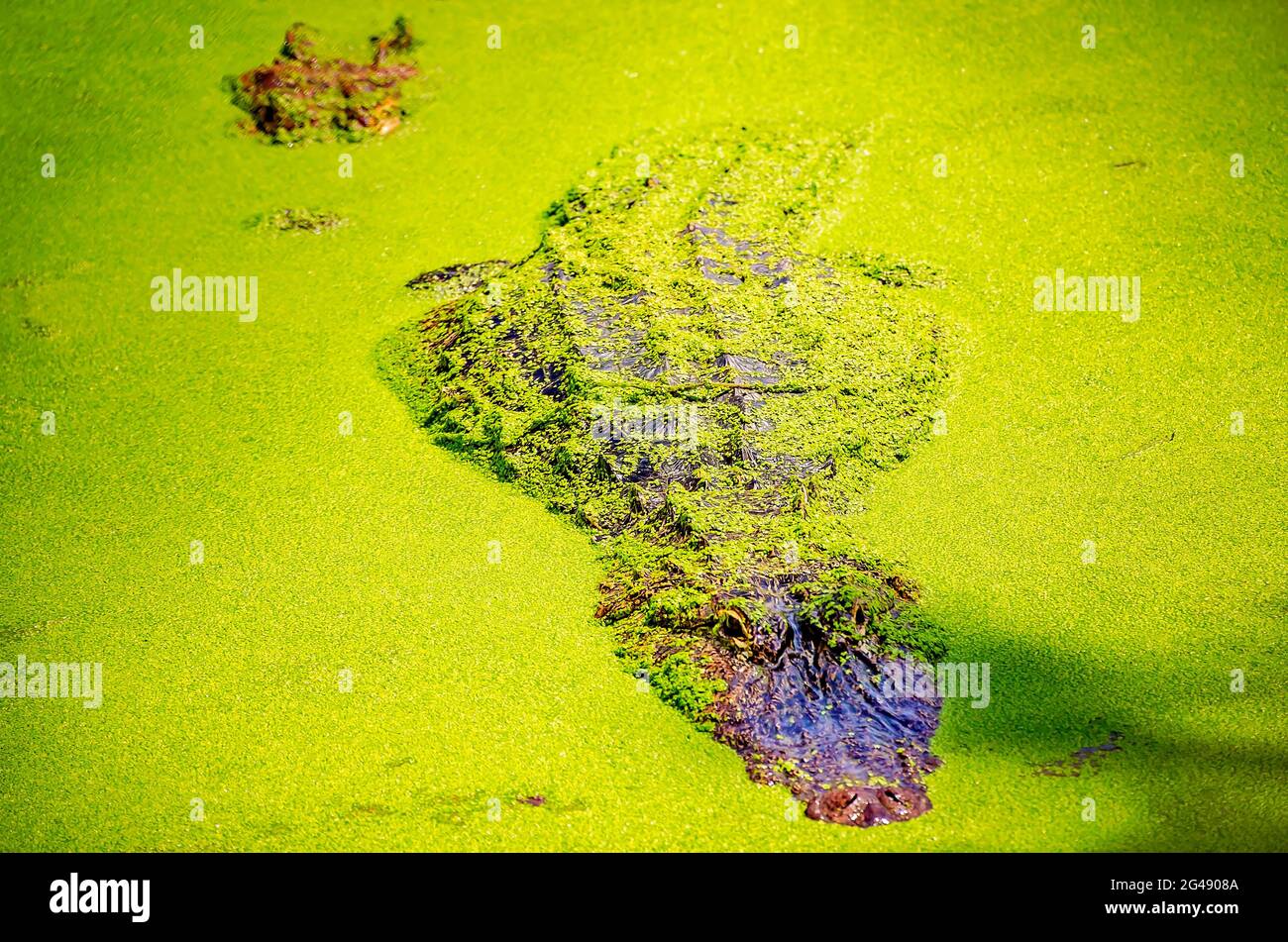 An adult alligator swims through duckweed at Gulf Coast Gator Ranch and ...