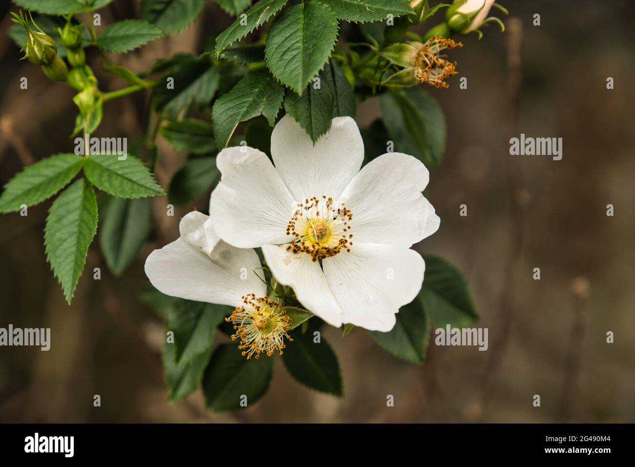 Closeup shot of white rose hip flower Stock Photo - Alamy