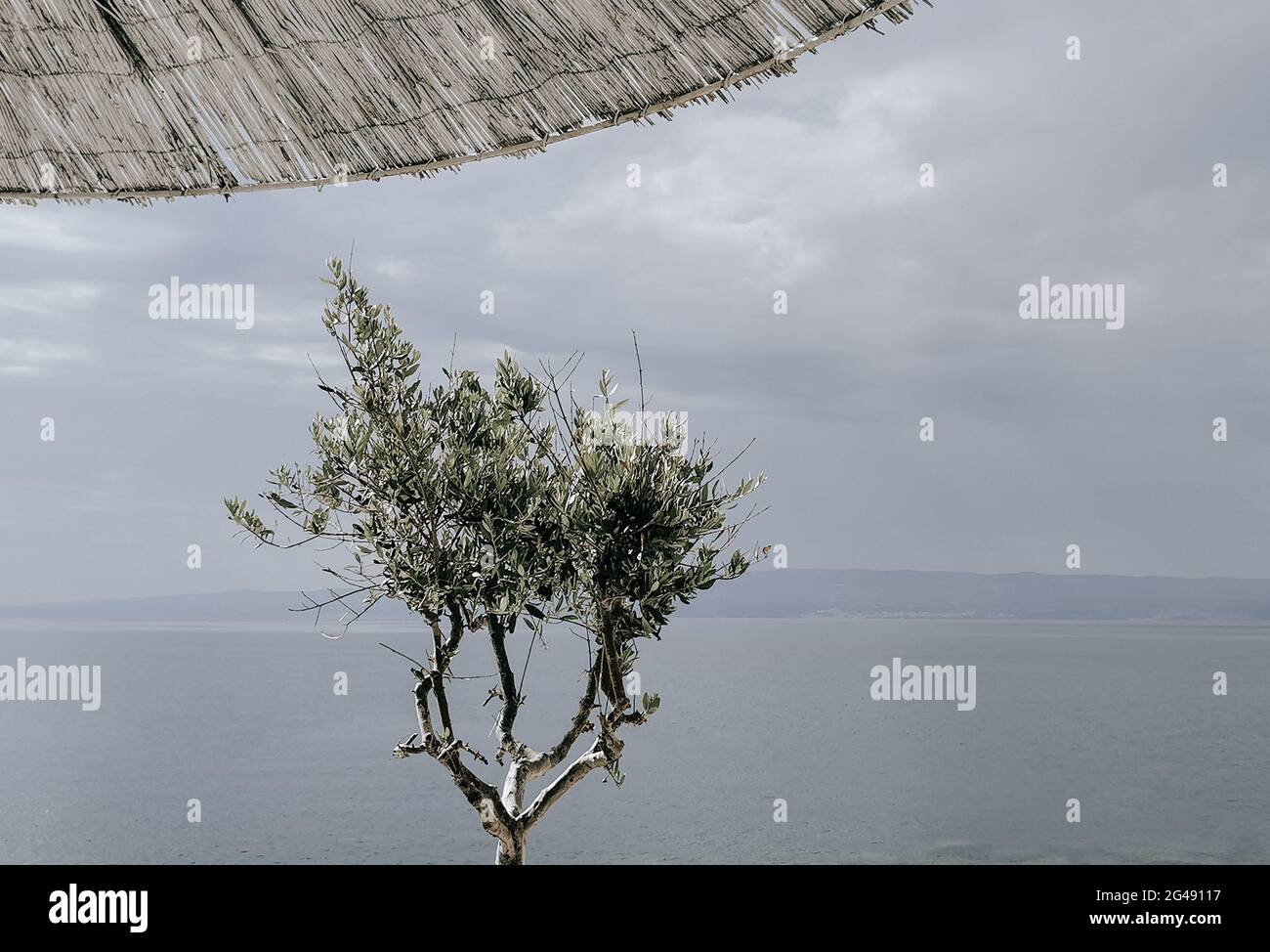 Light and airy image of plant on beach under straw parasol Stock Photo ...