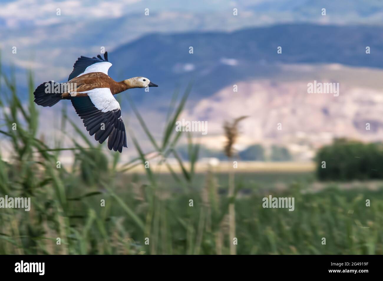 Beautiful shot of flying ruddy shelduck with mountains background Stock ...