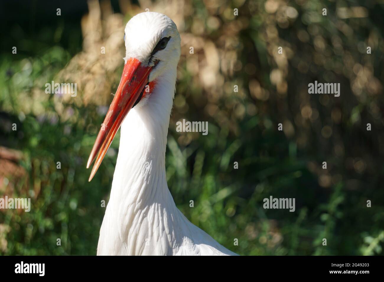 Portrait of an adorable white stork bird with open beak in the park ...