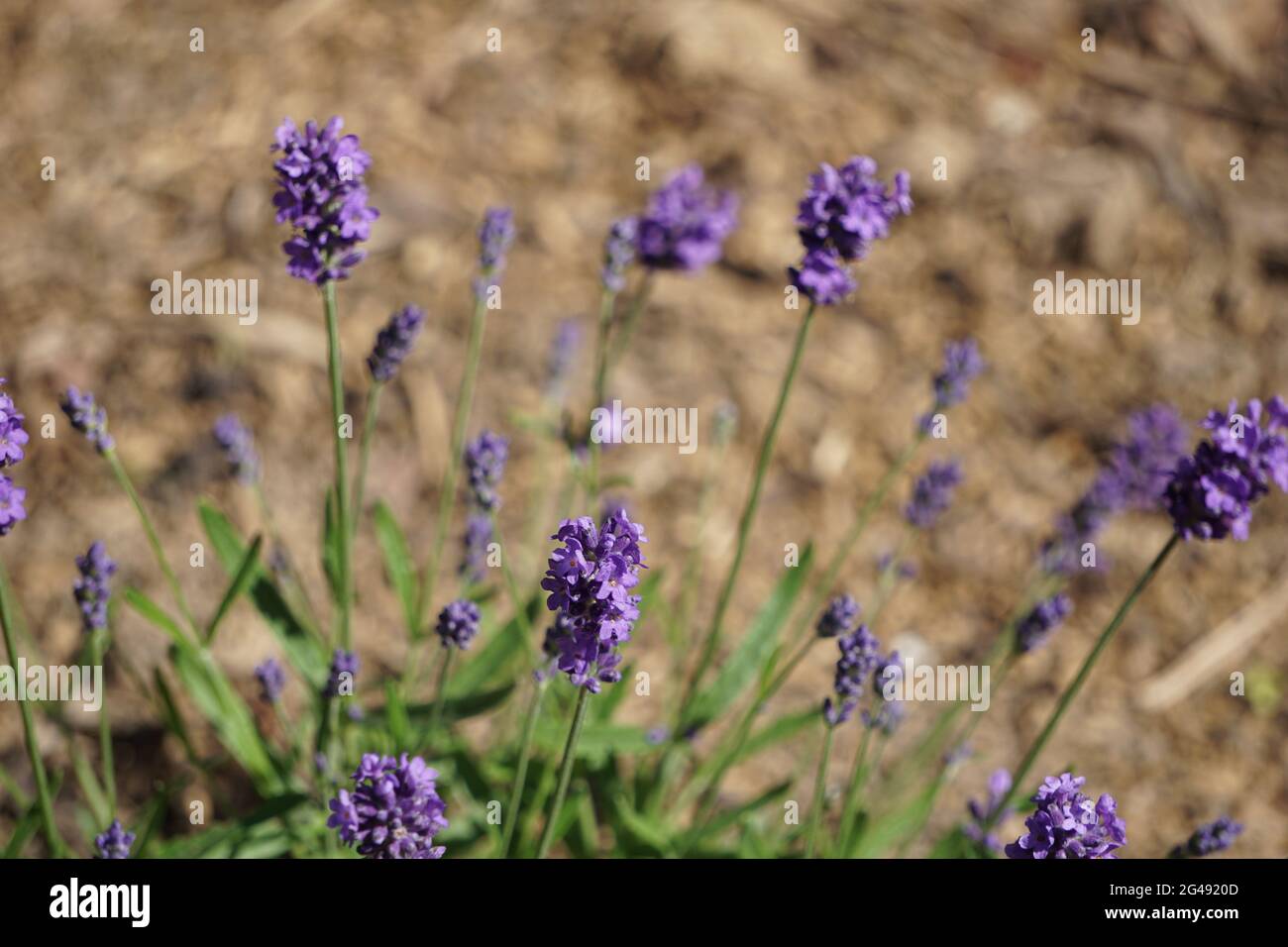 Selective focus shot of beautiful lavender flowers growing in the field ...