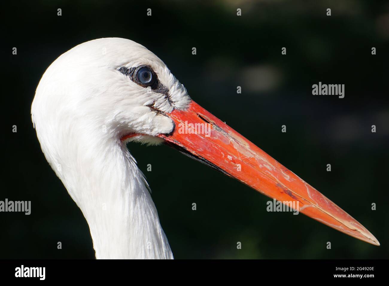 Portrait of a beautiful stork bird on the blurred dark background Stock ...