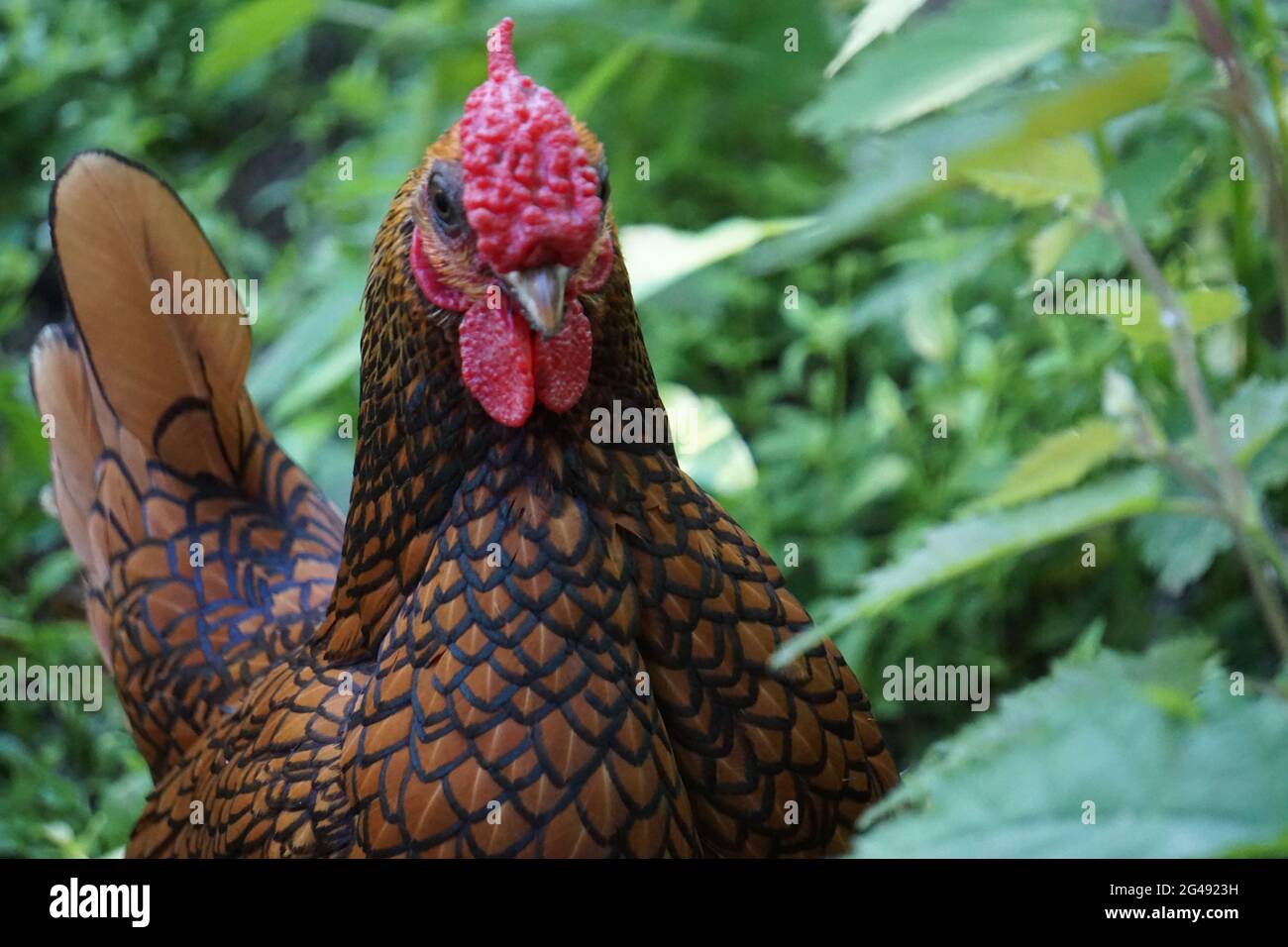 Portrait of a Sebright chicken in the green garden - breeding Stock ...