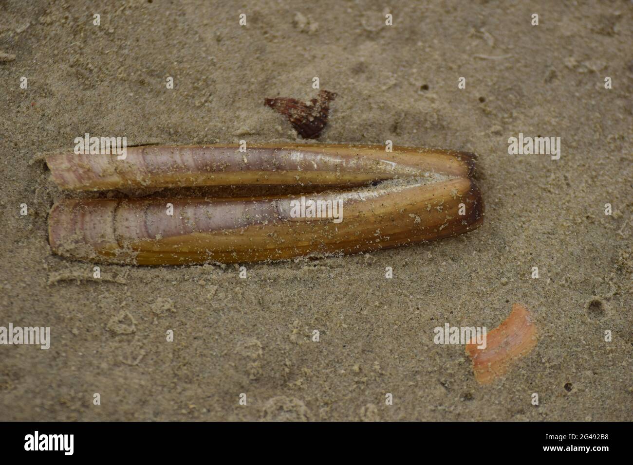 close up of an elongated seashell on the beach Stock Photo - Alamy