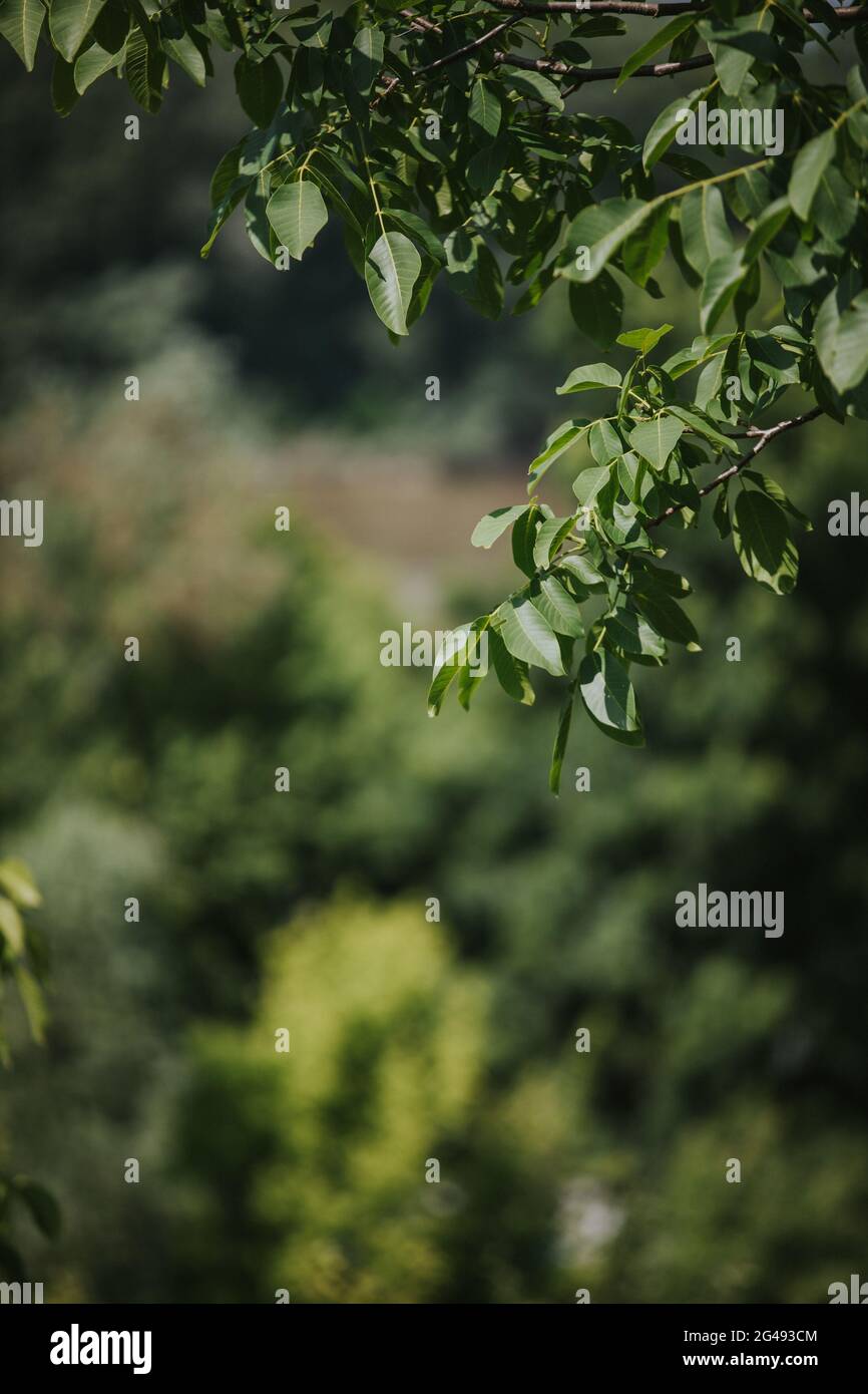 Walnut tree autumn leaves hi-res stock photography and images - Alamy
