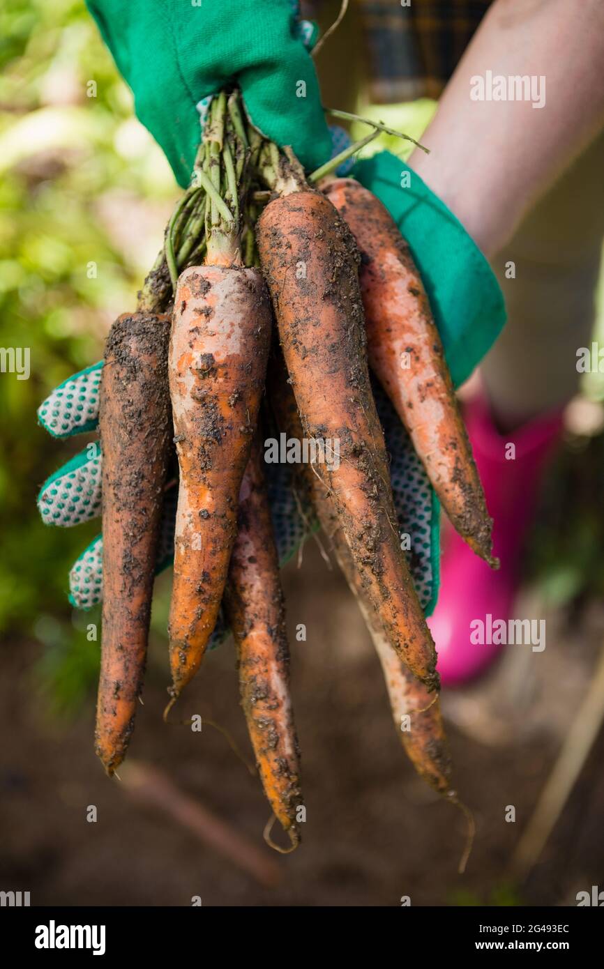 Woman holding farm mud hi-res stock photography and images - Alamy