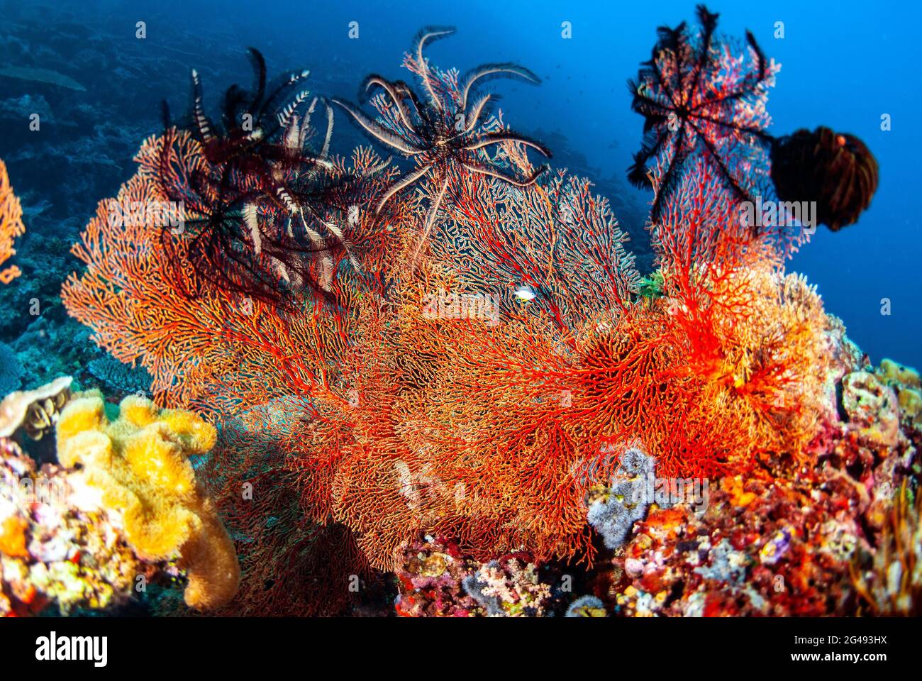Red Sea Fan Coral Cocktail Ring