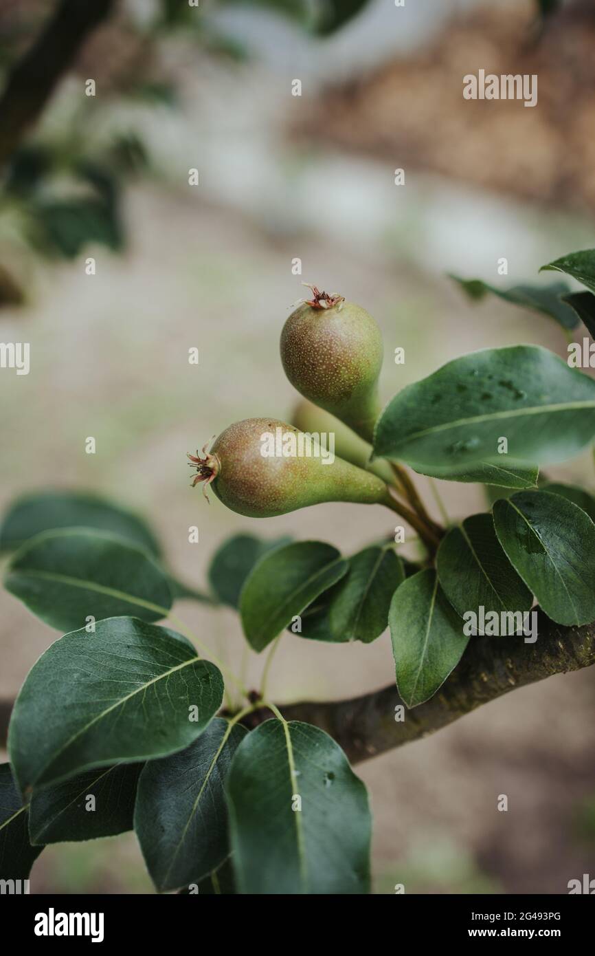 Conference pear tree in flower hi-res stock photography and images - Alamy